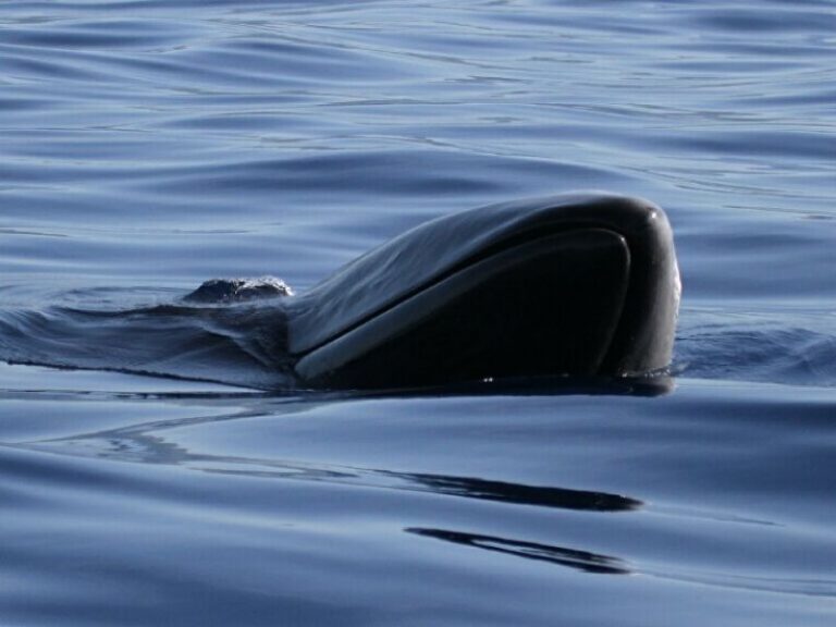Sei whale fact sheet - Azores Whales