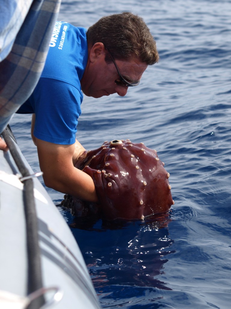 Squid fact sheet - Azores Whales