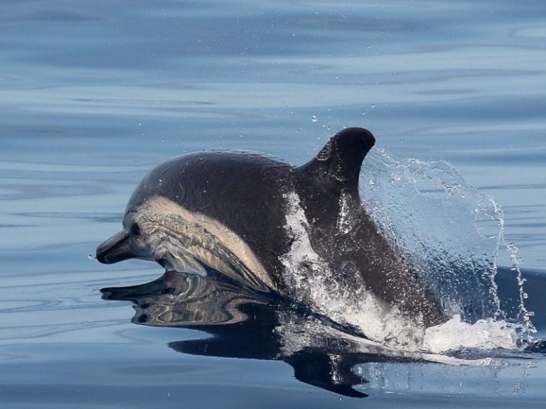 Common dolphin fact sheet - Azores Whales
