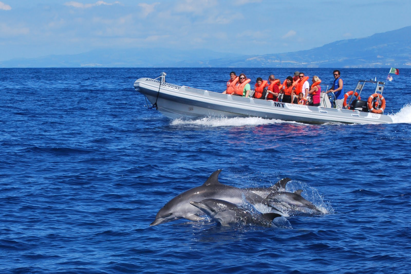 More great whale and dolphin sightings - Azores Whales
