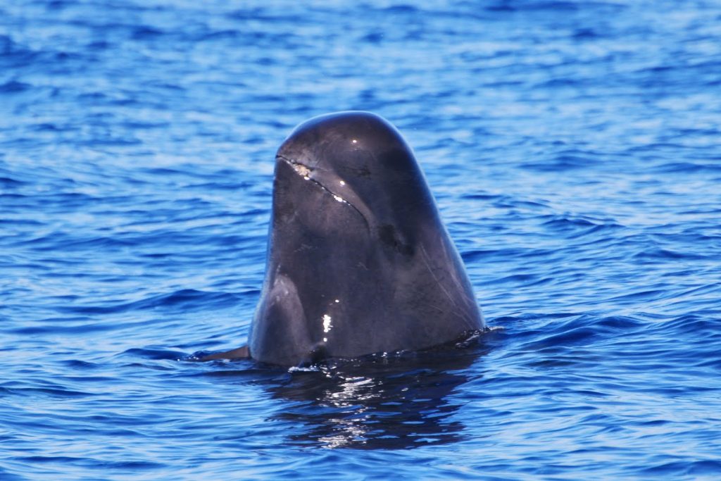 Whales and dolphins put on a show: Breaching, lobtailing, spyhopping ...