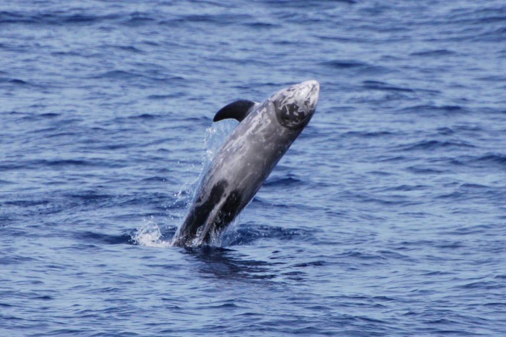 Whales and dolphins put on a show: Breaching, lobtailing, spyhopping ...