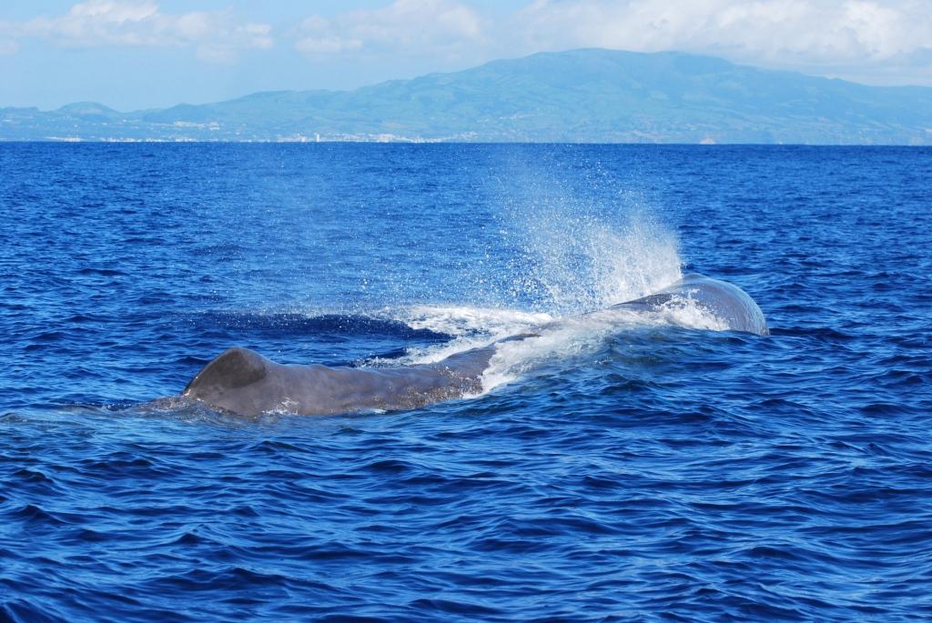 - Azores Whales