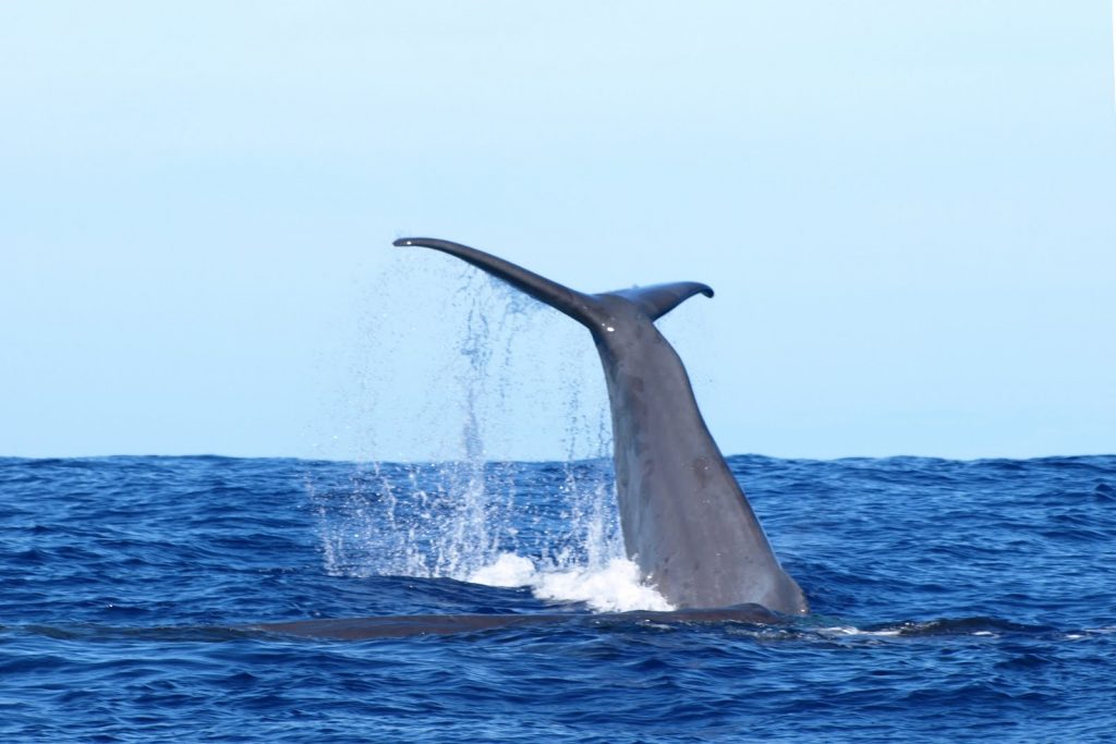 Whales and dolphins put on a show: Breaching, lobtailing, spyhopping ...