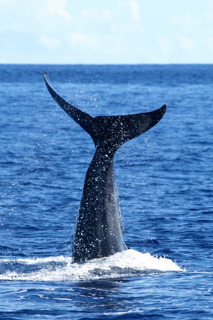 Whales and dolphins put on a show: Breaching, lobtailing, spyhopping ...