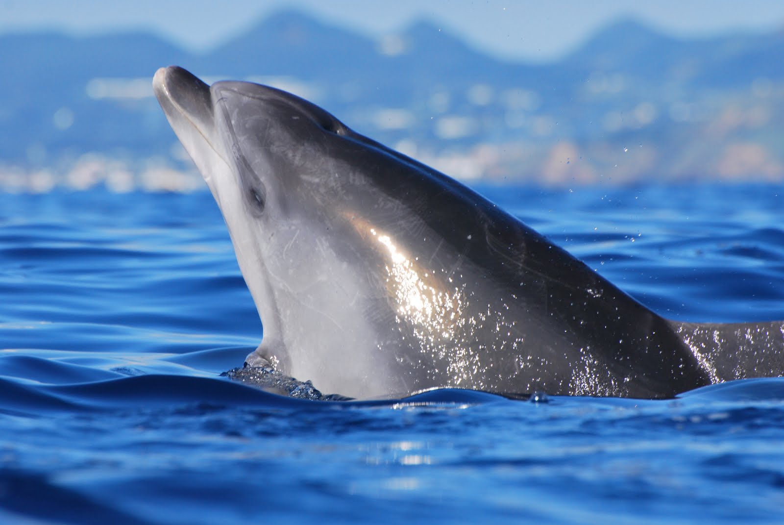 - Azores Whales