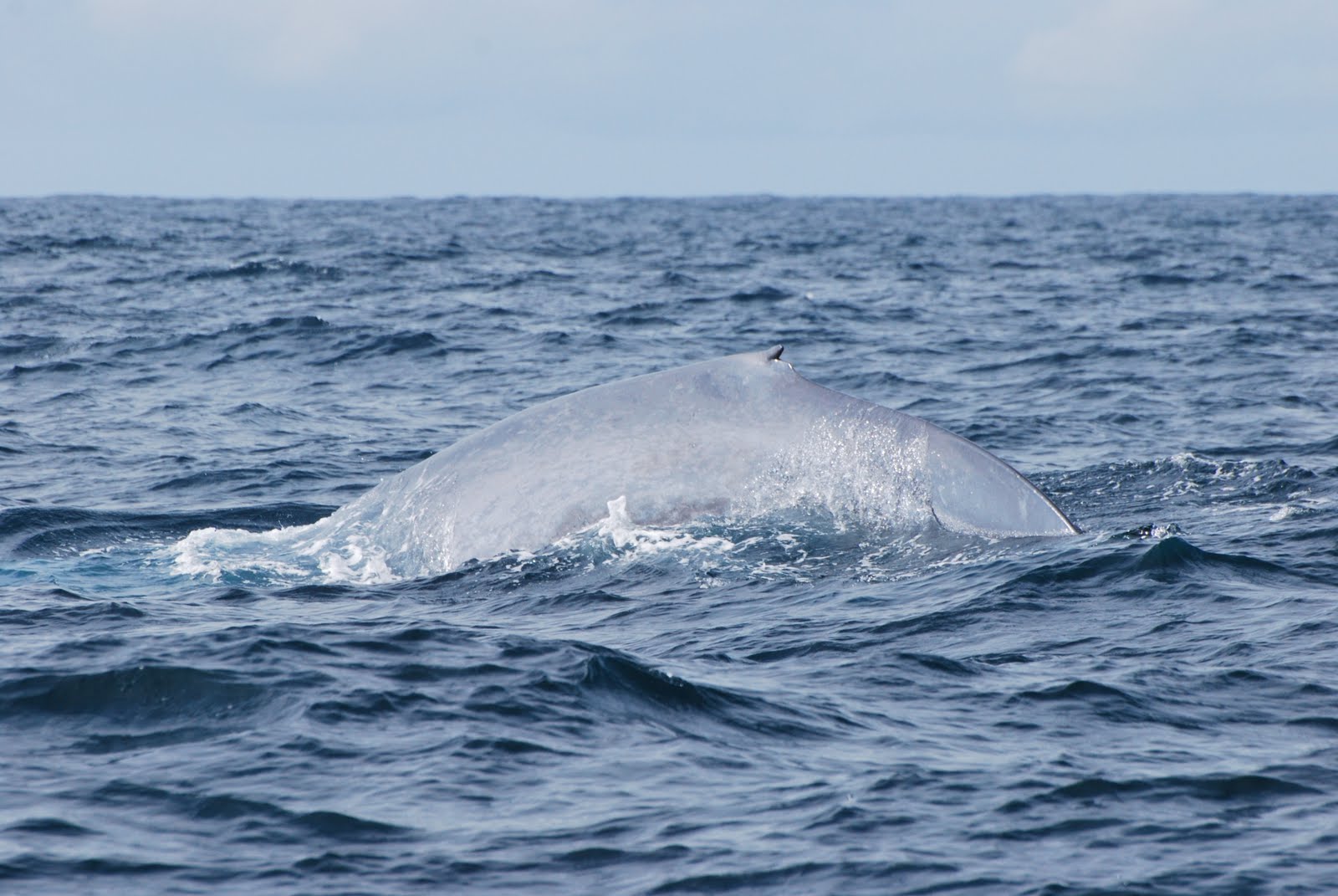 BLUE WHALE!!! - Azores Whales