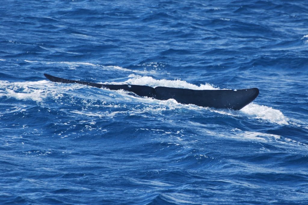 Blue whales in São Miguel today - Azores Whales