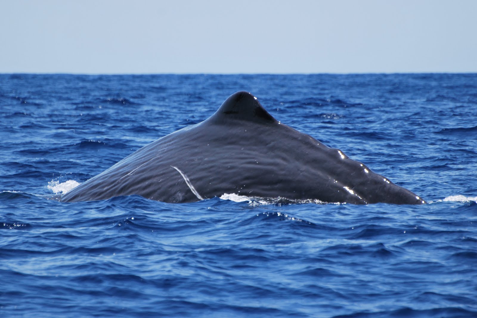 Big male sperm whale! - Azores Whales