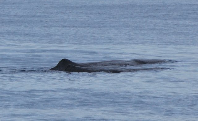 - Azores Whales