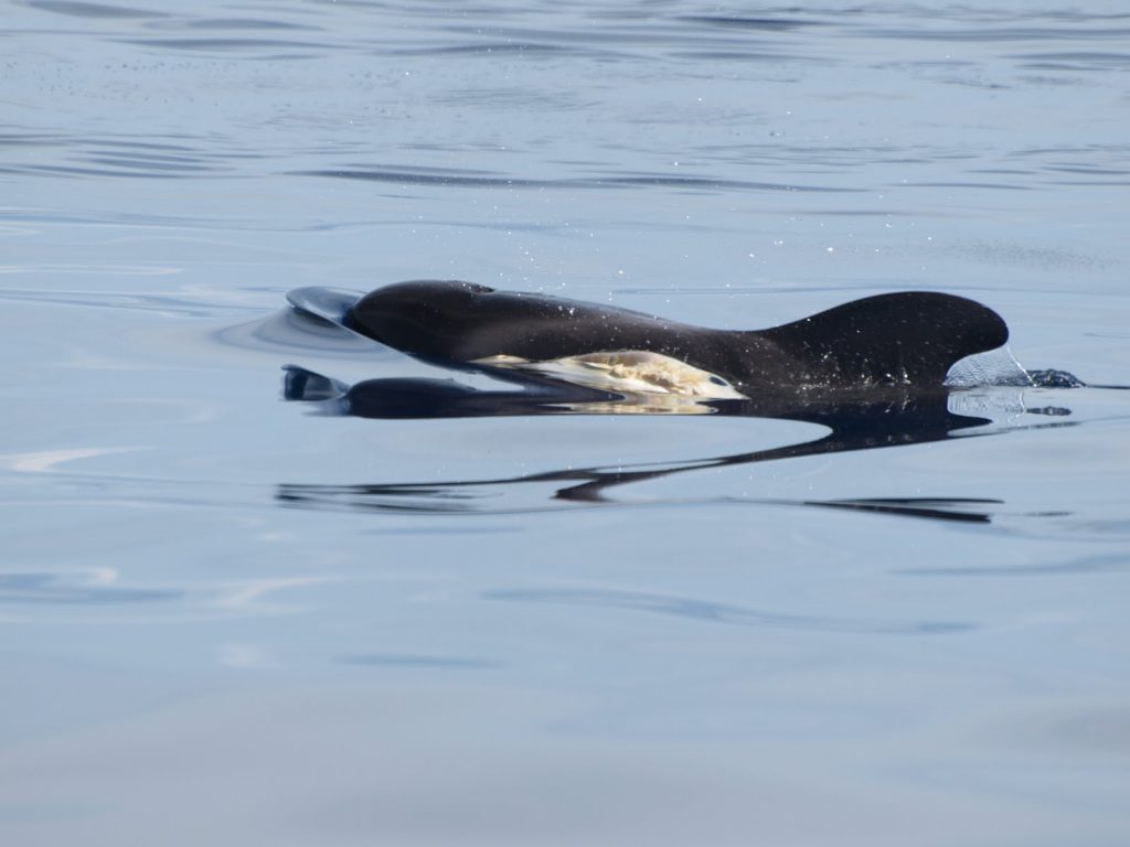 Pilot whale carrying its dead baby - Azores Whales