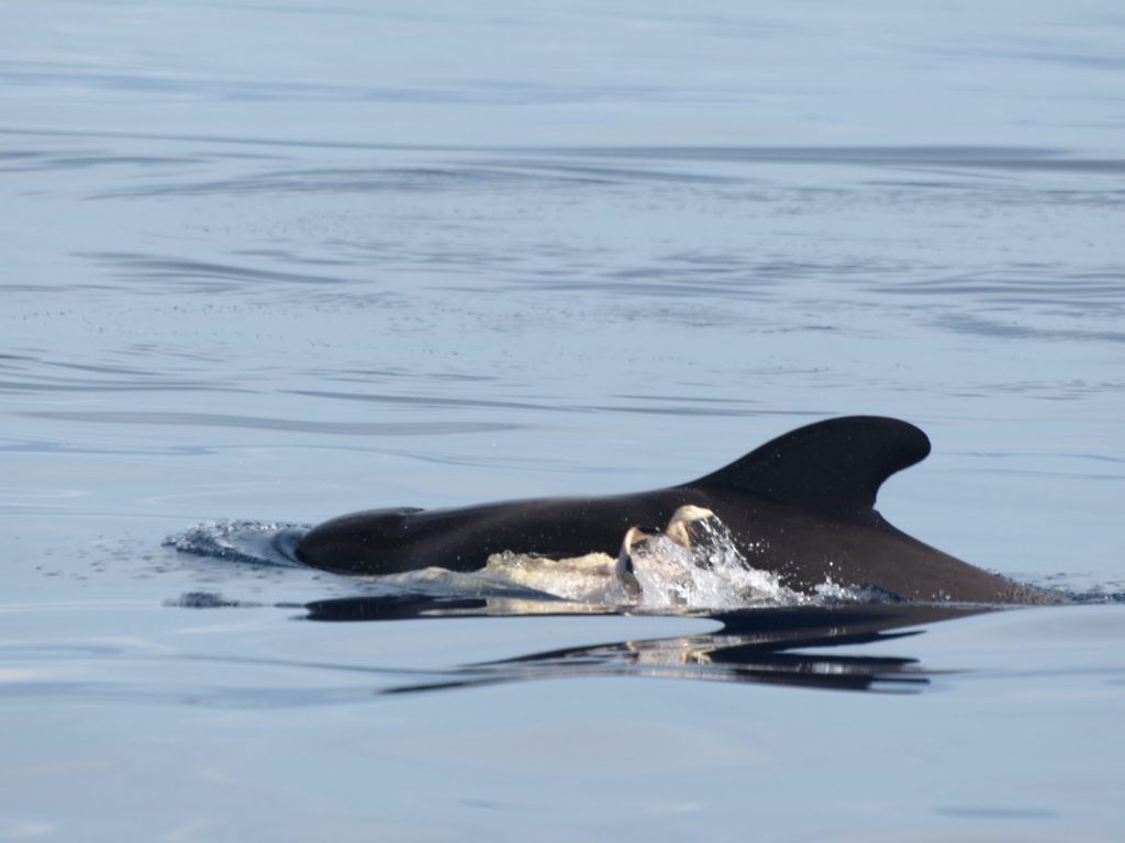 Pilot whale carrying its dead baby - Azores Whales