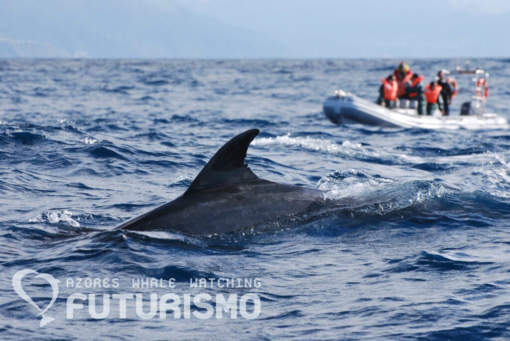 Big blue whale sighted to start our new season!! - Azores Whales