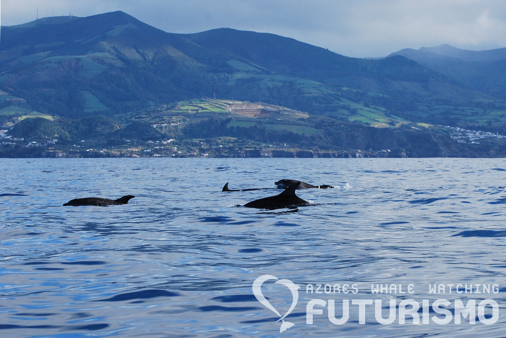 More blue whale tails - Azores Whales