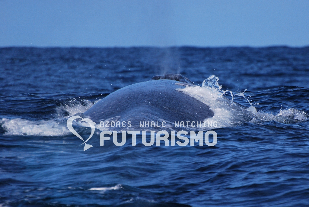 More blue whales. Also a fin whale, striped dolphins and common ...