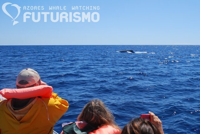Blue whale pectoral fin slapping!!! (21 April morning tour) - Azores Whales