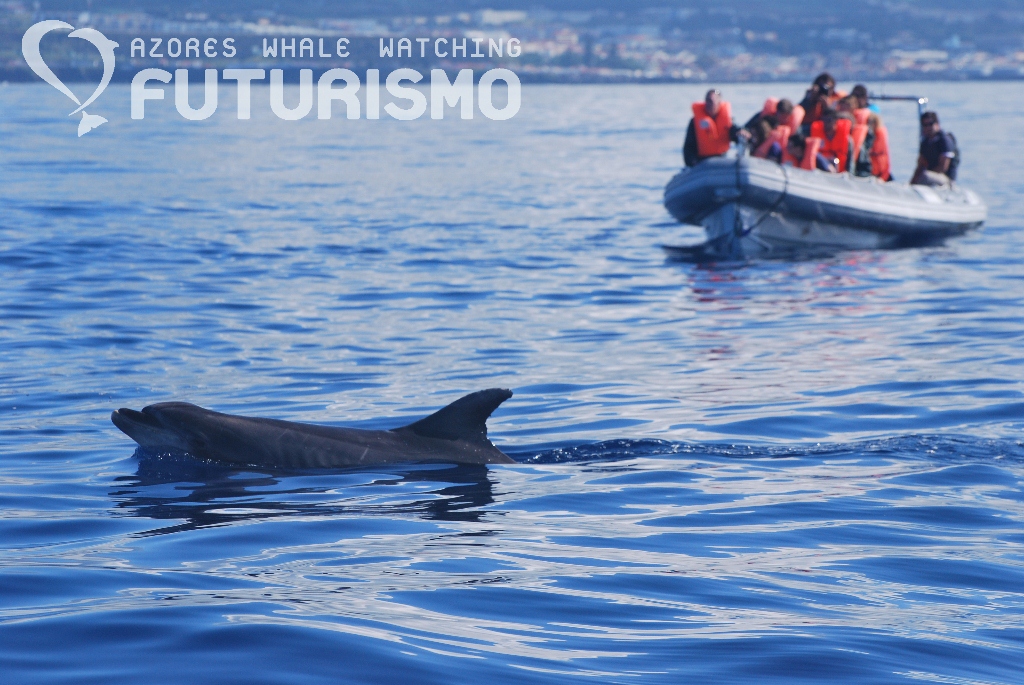 2 species of baleen whale and 2 species of dolphins - Azores Whales