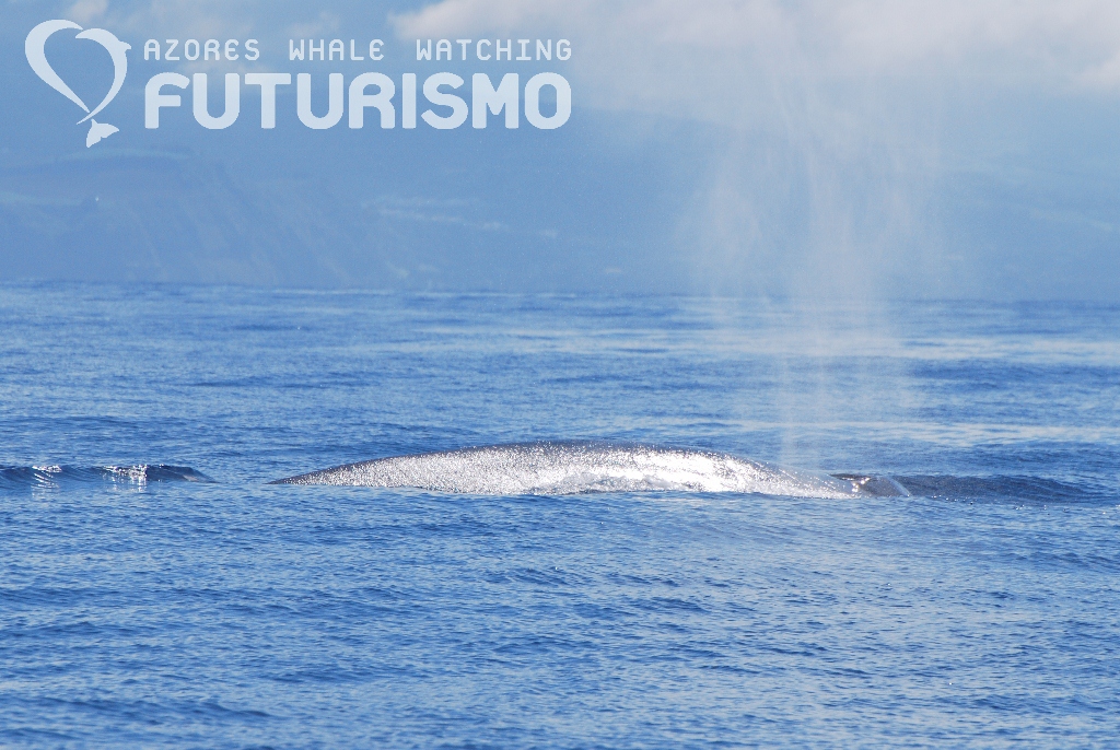 2 species of baleen whale and 2 species of dolphins - Azores Whales
