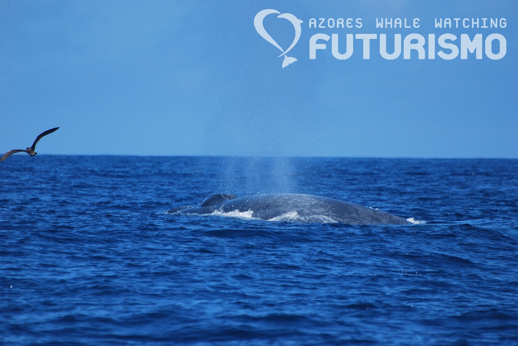 2 species of baleen whale and 2 species of dolphins - Azores Whales