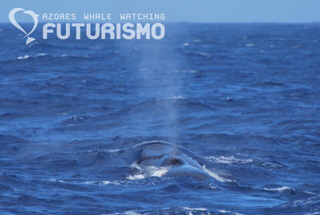 Baleen whales and dolphins - Azores Whales