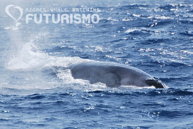 Baleen whales and dolphins - Azores Whales