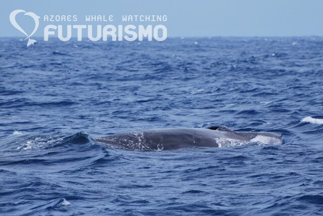 Baleen whales and dolphins - Azores Whales