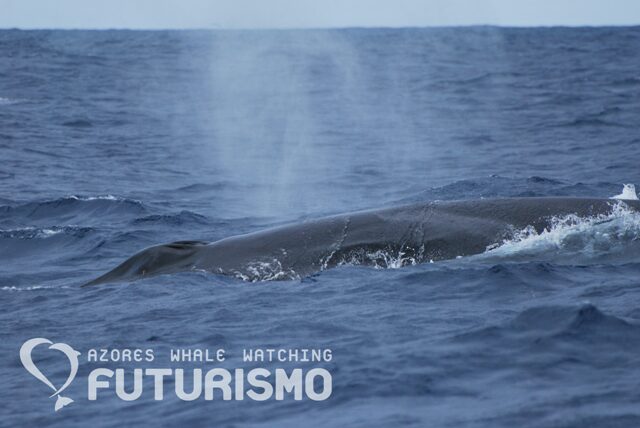 2 species of baleen whales and dolphins - Azores Whales
