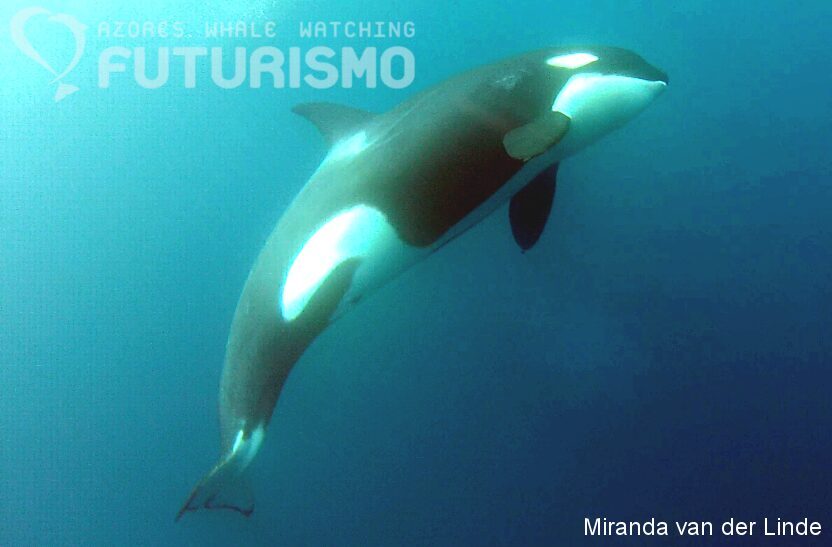 Eye to eye with a wild orca in São Miguel, Azores - Azores Whales