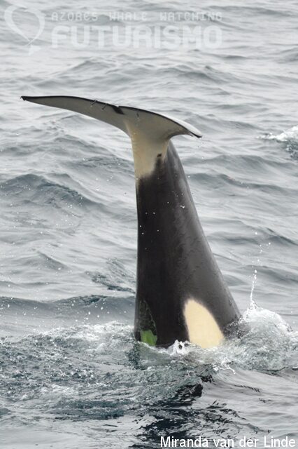 Orcas in the mist - Azores Whales