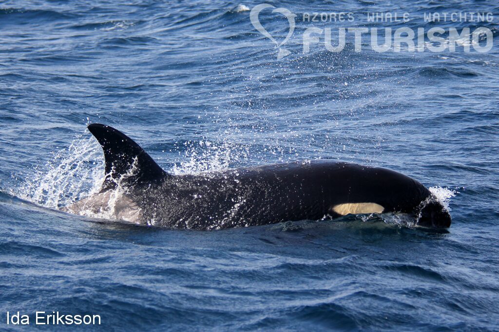 Orcas, fin whale, bottlenose dolphins and common dolphins - Azores Whales