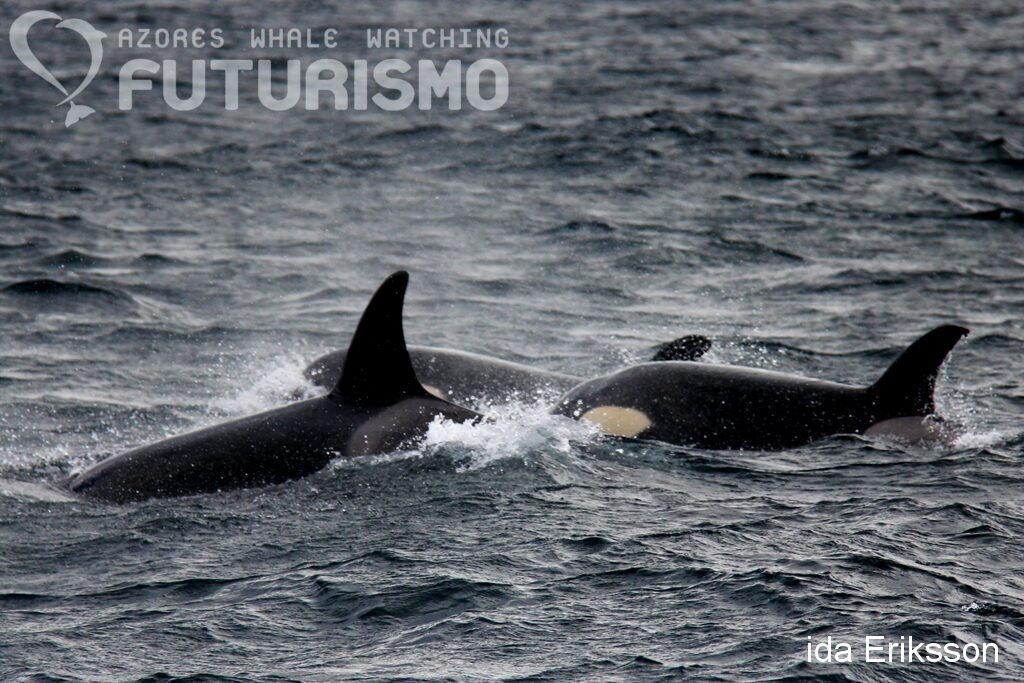 4 species including orcas and sei whales - Azores Whales