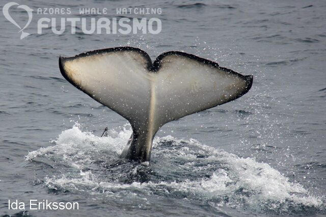 Orcas in the mist - Azores Whales