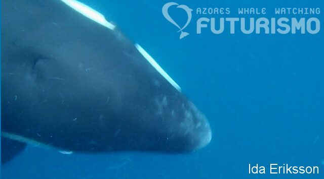 Orcas in the mist - Azores Whales