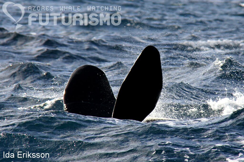 Orcas return to São Miguel, Azores - Azores Whales