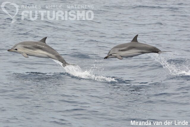 5 species: orcas, fin whales, striped dolphins, bottlenose dolphins and ...