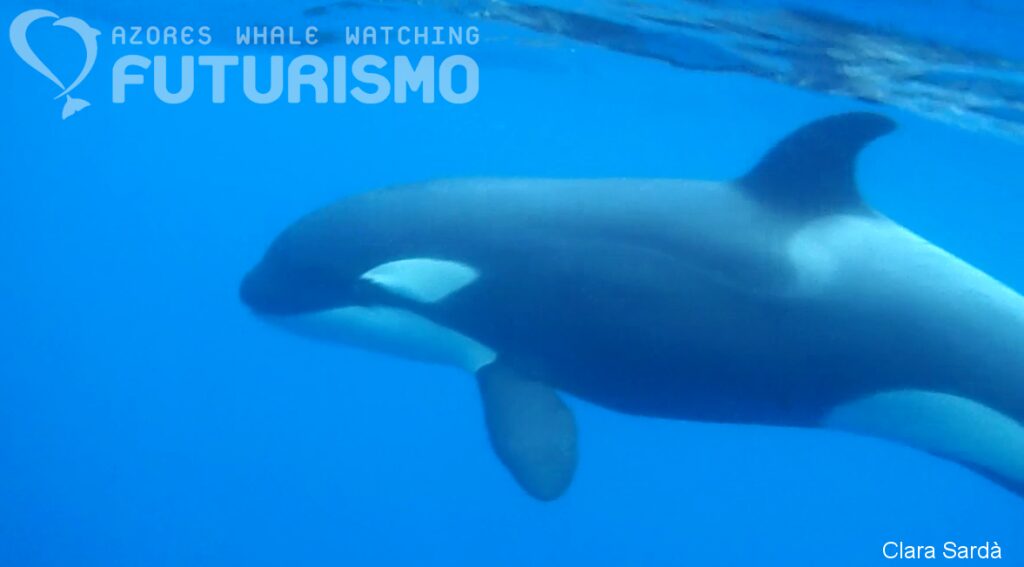 5 species: orcas, fin whales, striped dolphins, bottlenose dolphins and ...