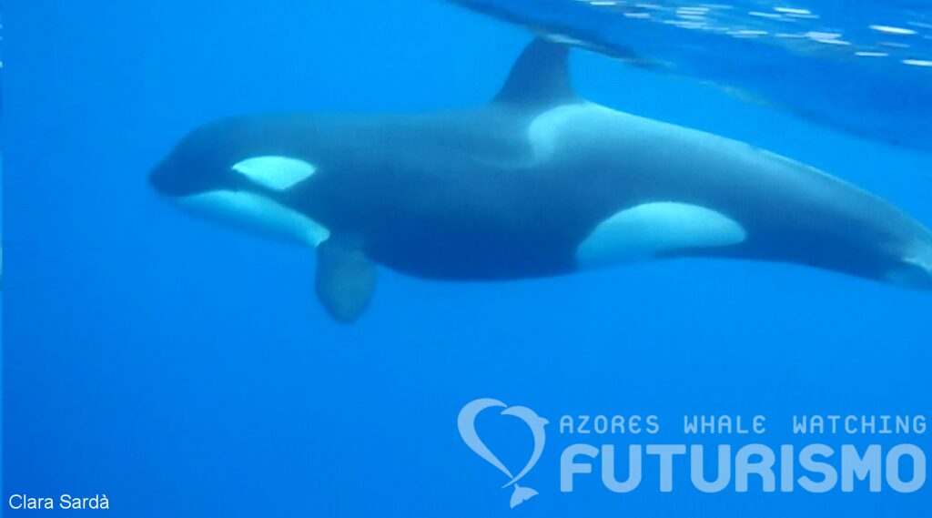 5 species: orcas, fin whales, striped dolphins, bottlenose dolphins and ...