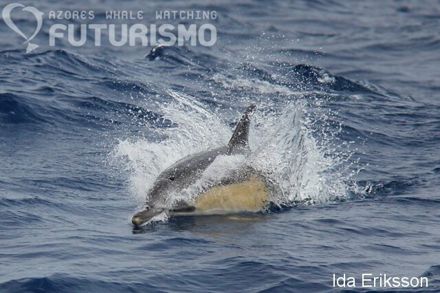 Baleen whales and dolphins - Azores Whales