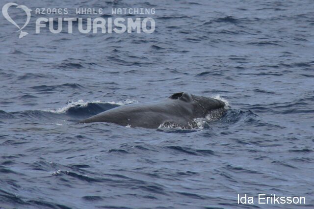 Baleen whales and dolphins - Azores Whales
