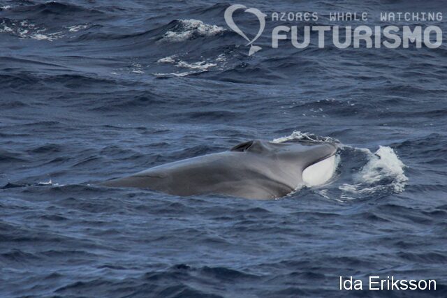 Baleen whales and dolphins - Azores Whales