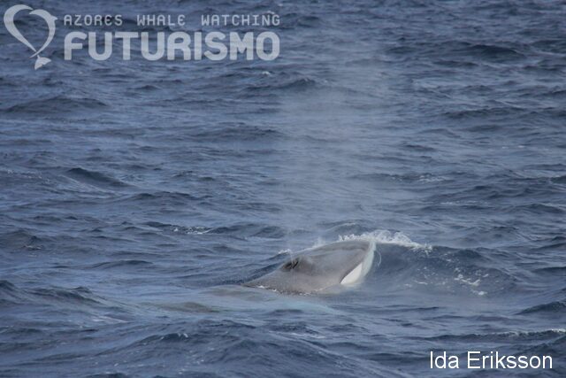Baleen whales and dolphins - Azores Whales