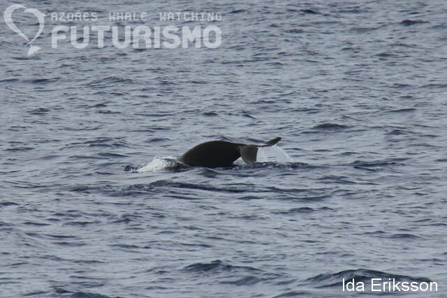 Common dolphins, pilot whales and striped dolphins - lots of babies ...