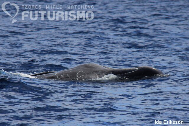 Summer in the Azores - Azores Whales
