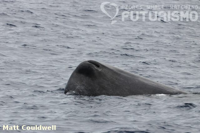 The sperm whales are still around - Azores Whales