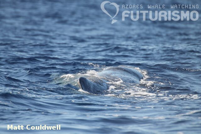 3 resident species - Azores Whales