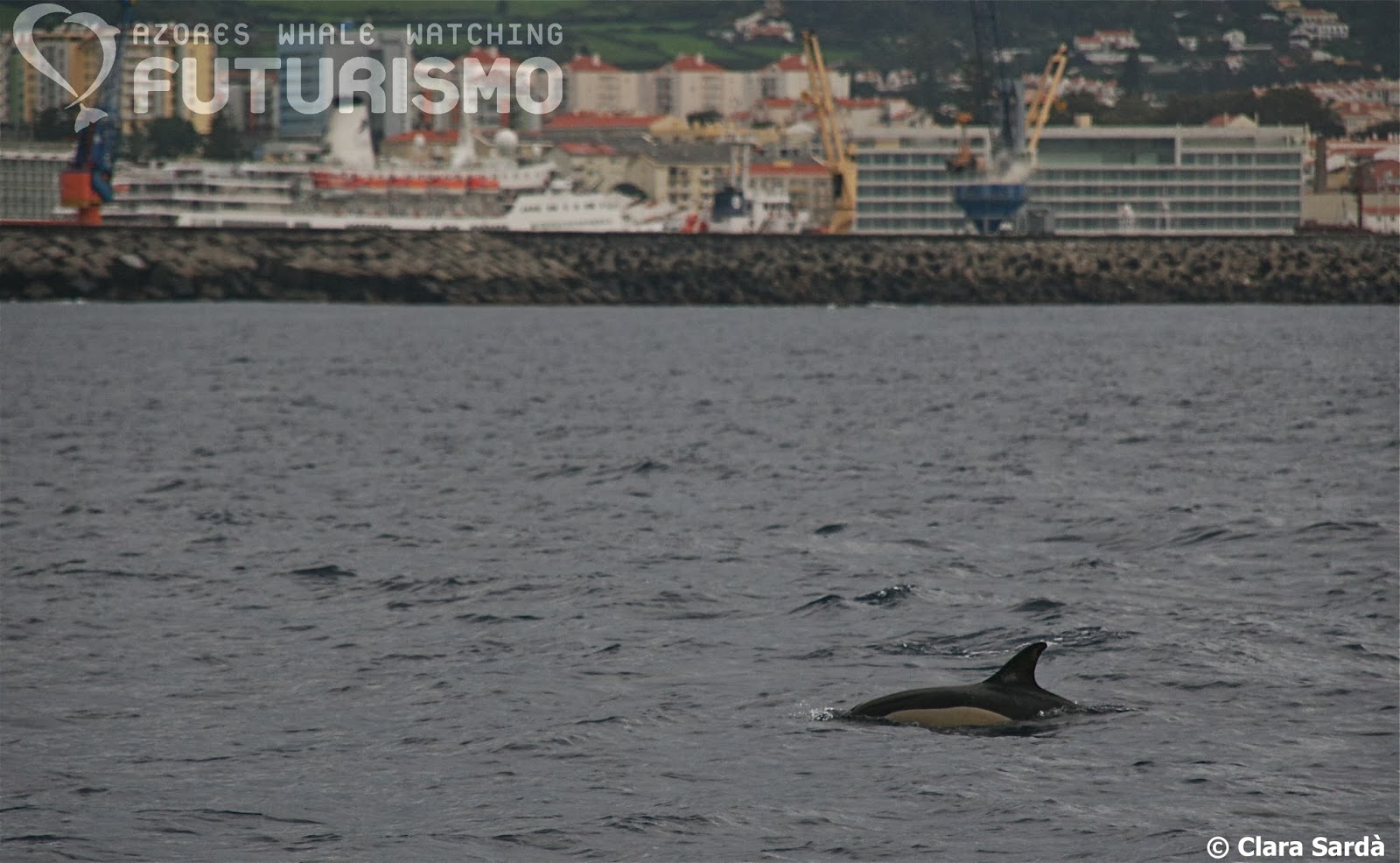 A perfect flat sea - Azores Whales