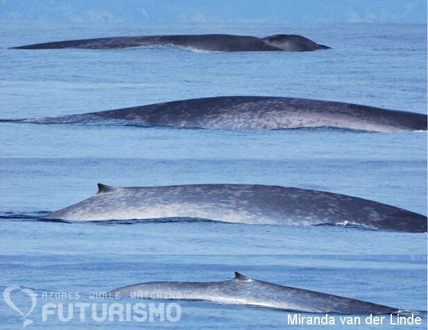 73 blue whales - Azores Whales