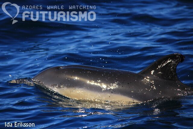 A taste of the baleen whale season - Azores Whales