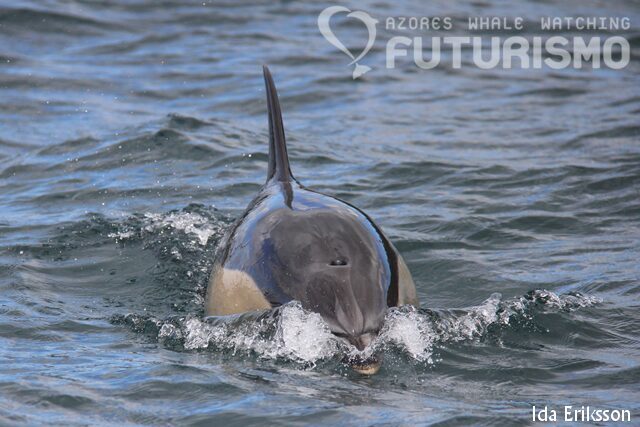 A tale of a whale - Azores Whales