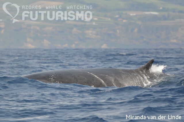 5 species including 3 whale species - Azores Whales